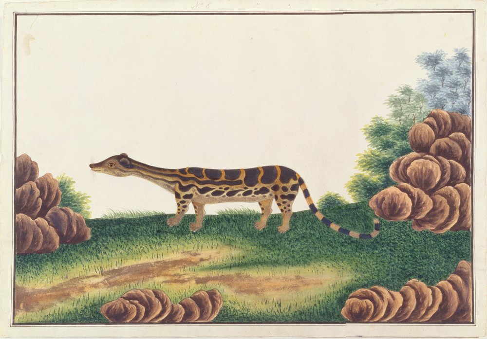 Banded Linsang, from Drawings of Animals, Insects and Reptiles from Malacca