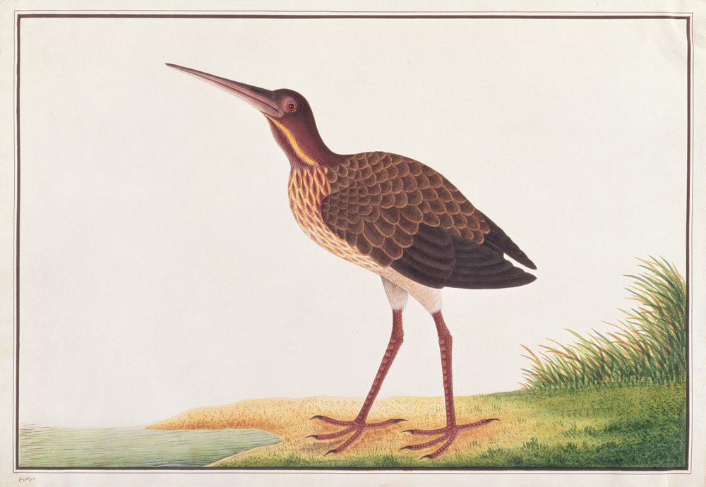 Black Bittern, from Drawings of Birds from Malacca, c.1805-18