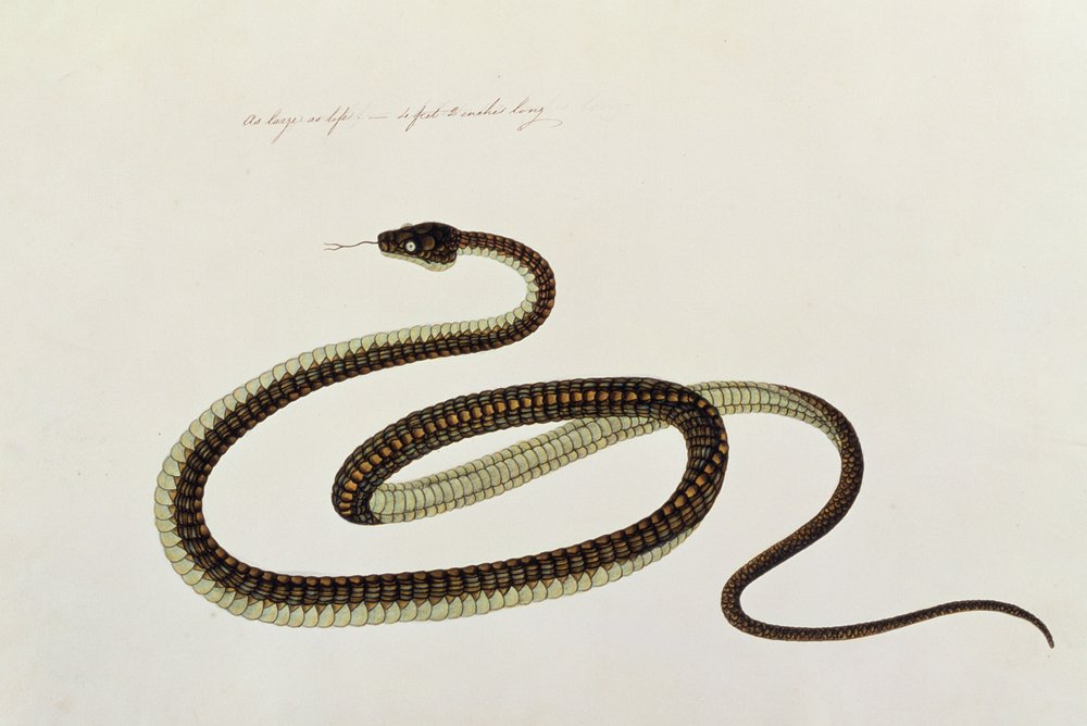 Snake, from Drawings of Animals, Insects and Reptiles from Malacca