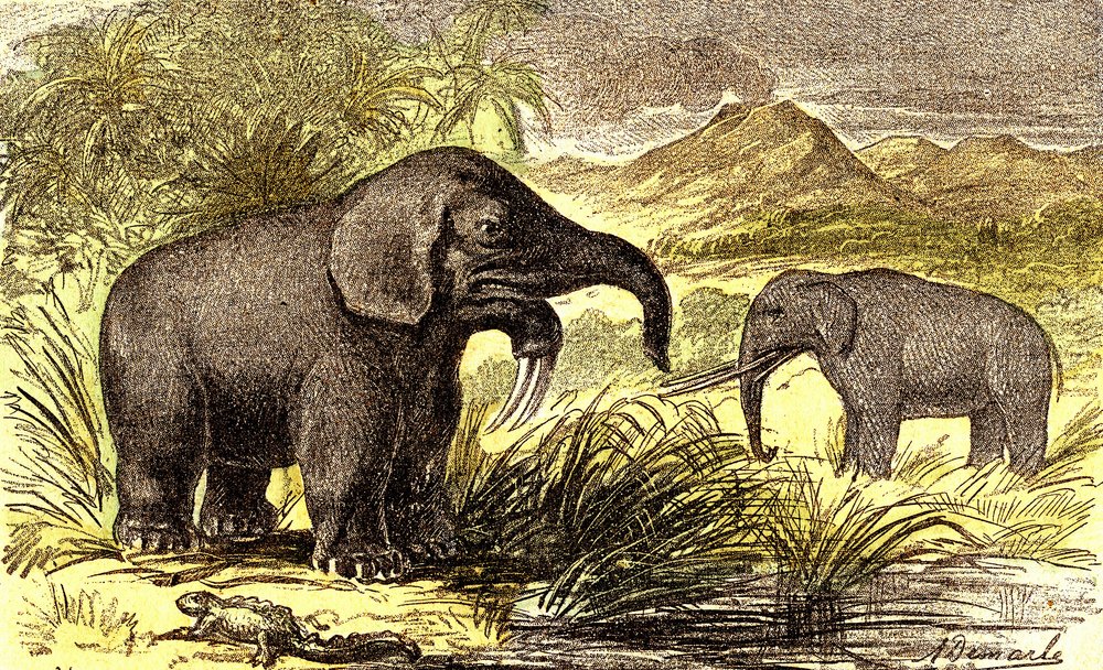 Prehistory-Miocene Period: From right to left: the Dinotherum and the ...