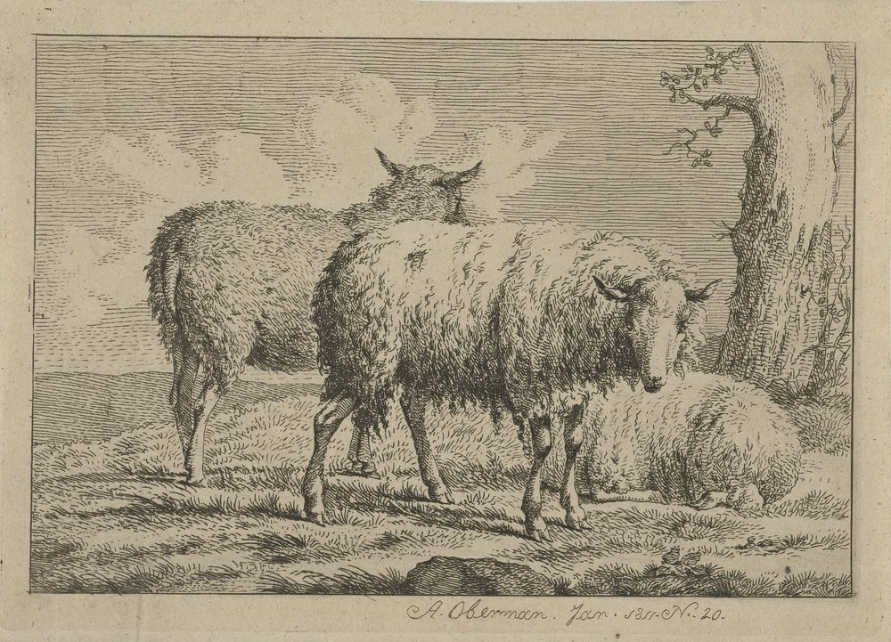 Three Sheep by a Tree by Anthony Oberman: Fine art print