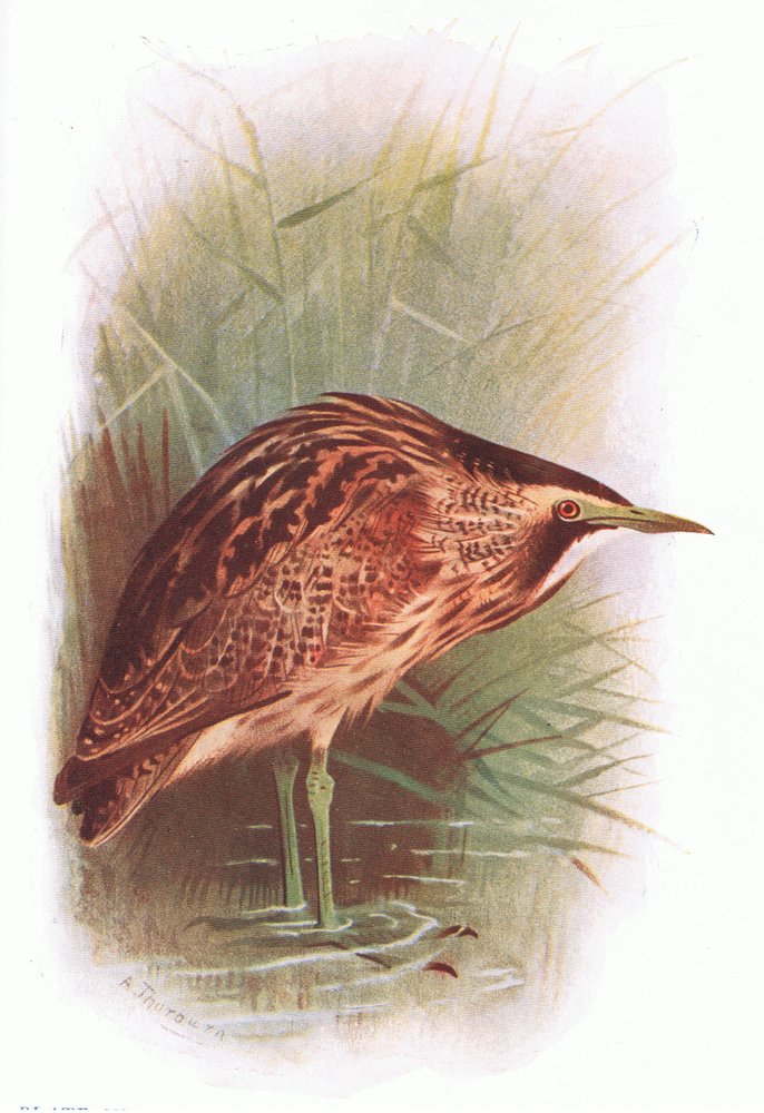Bittern by Archibald Thorburn: Buy fine art print