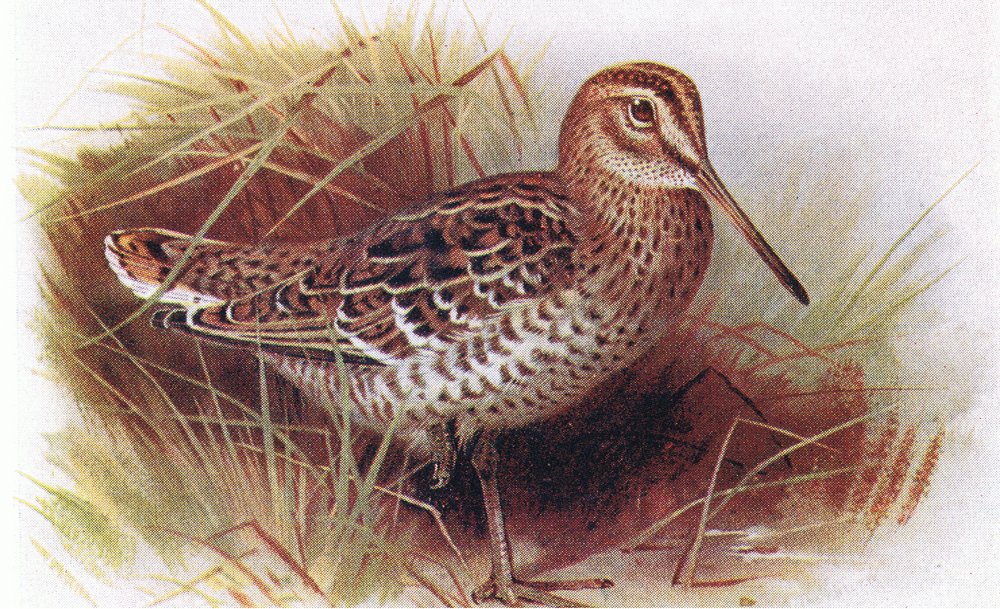 Great Snipe, from Birds of the British Isles and Their Eggs published ...