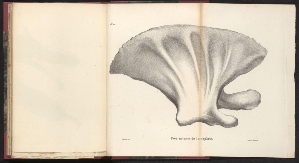 Shoulder Blade of the Whale, 1827 Internal Face of the Scapula (title ...