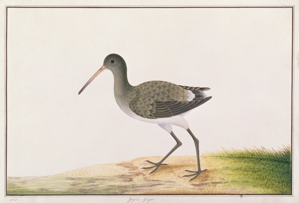 Black-tailed Godwit, from Drawings of Birds from Malacca, c.1805-18