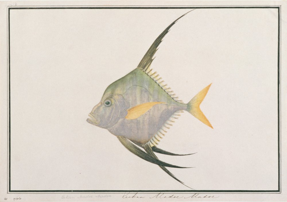 Indian Threadfish, from Drawings of Fishes from Malacca, c.1805-18