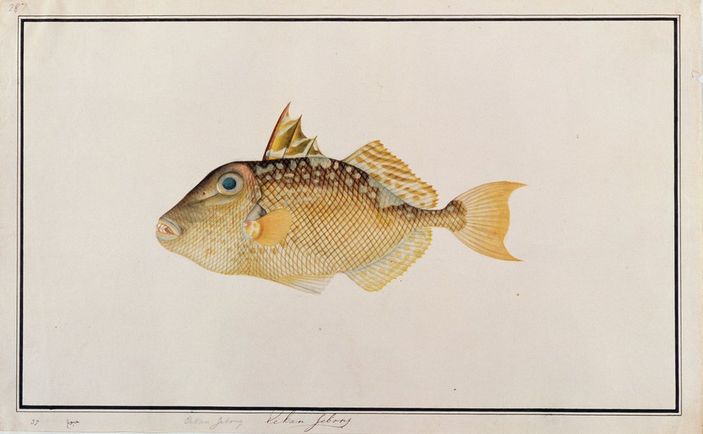 Starry Triggerfish, from Drawings of Fishes from Malacca, c.1805-18