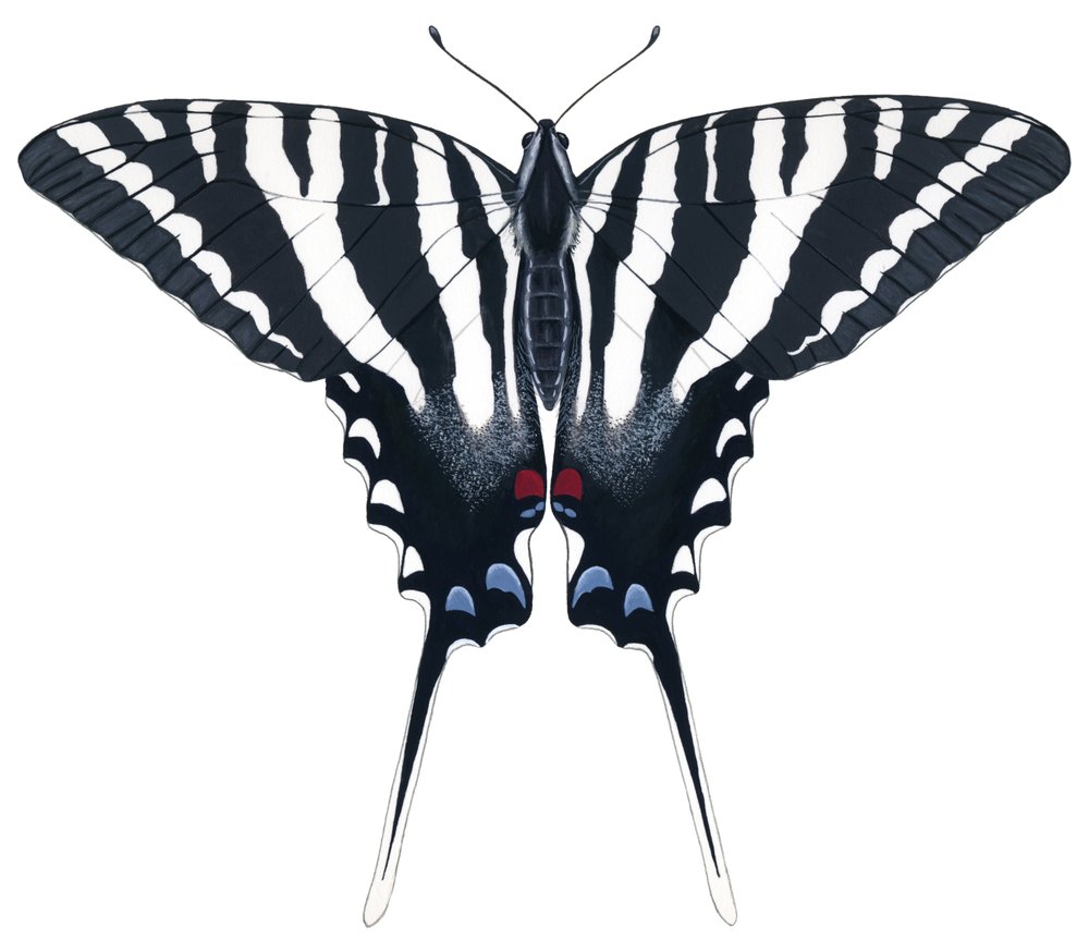 Zebra Swallowtail butterfly by Damstra Emily