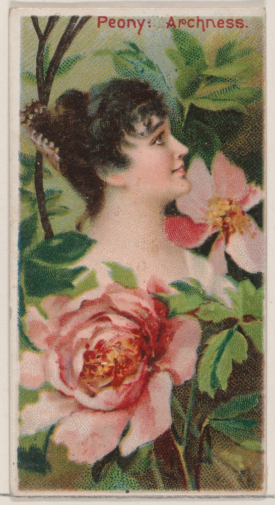 Peony: Archness, from the Series Floral Beauties and Language of ...