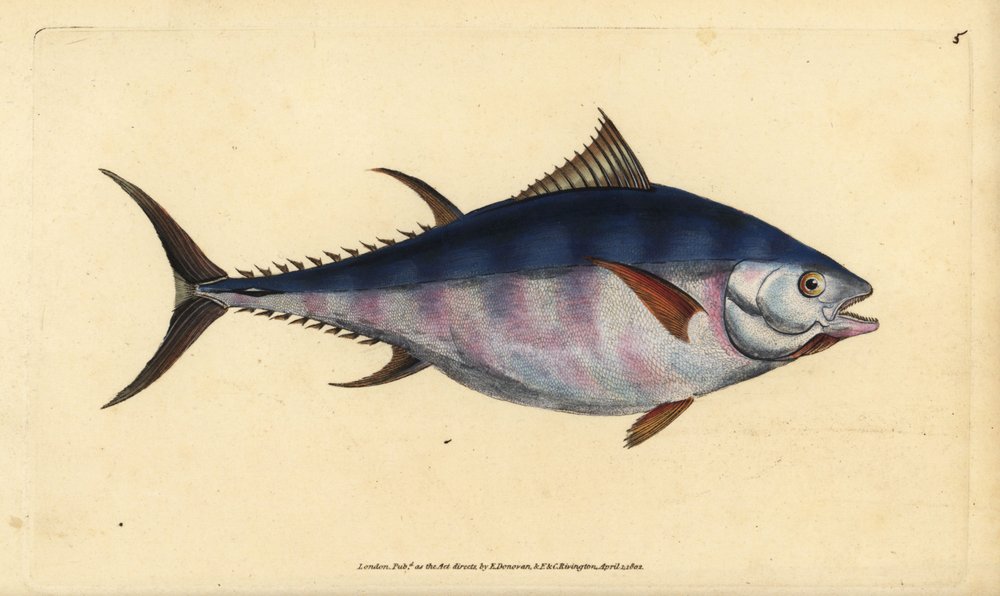 Atlantic Bluefin Tuna, Thunnus Thynnus. Handcoloured Copperplate Drawn ...