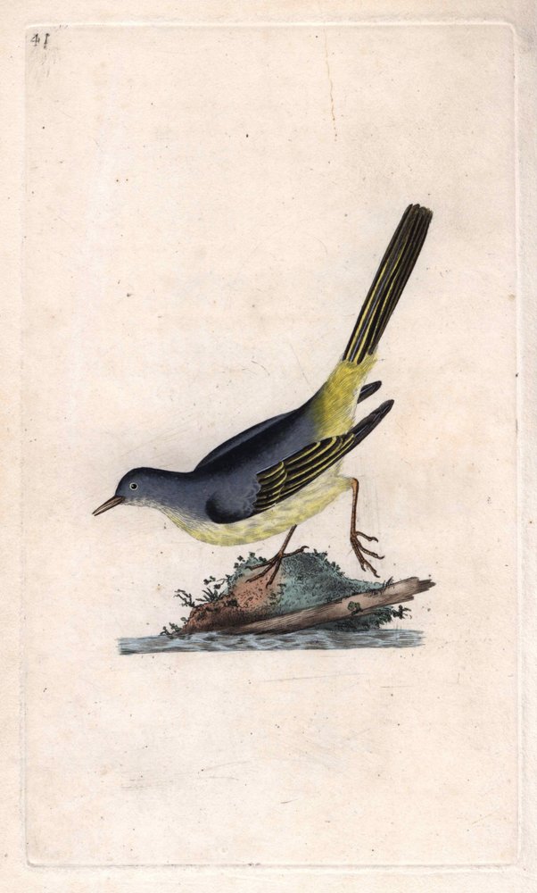 Brook Shepherd. Motacilla cinerea by Edward Donovan
