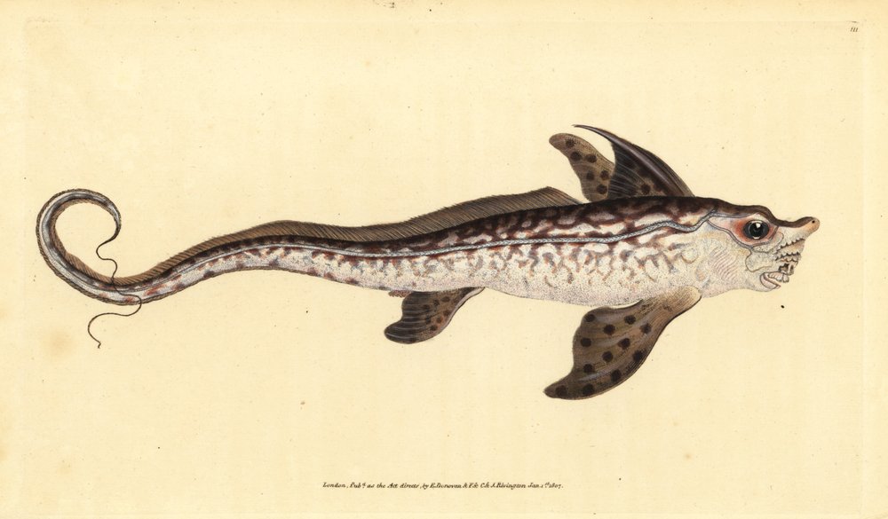 chimaera fish drawing