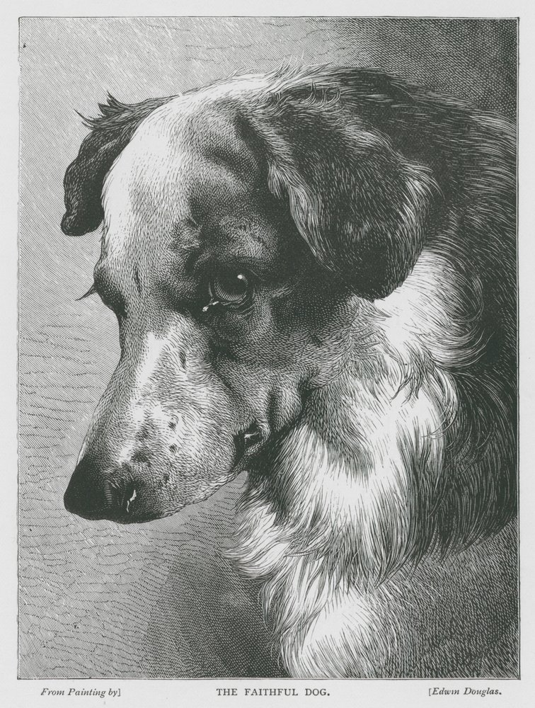 The Faithful Dog by Edwin Douglas: Buy fine art print