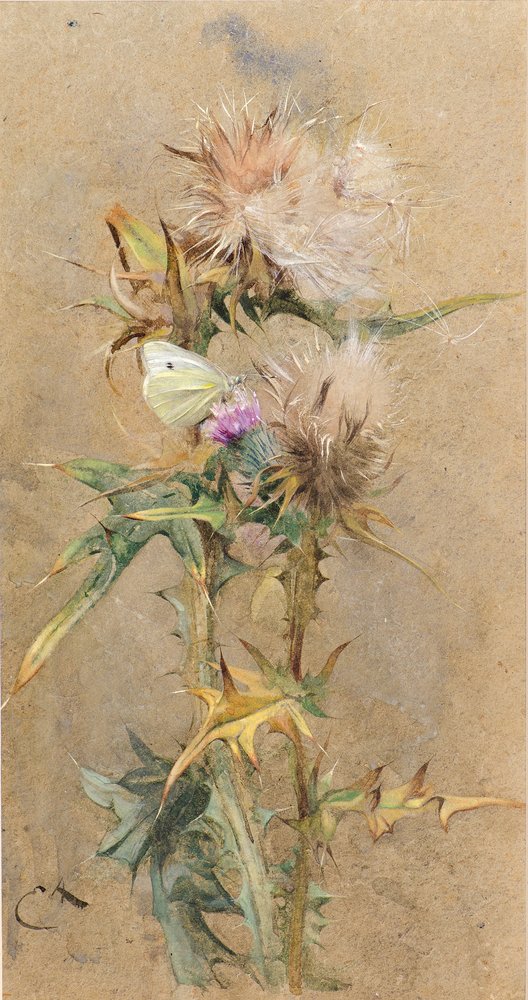 Thistles and Butterfly by Edwin John Alexander