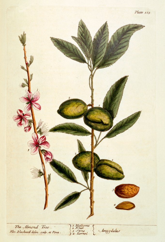 The Almond Tree, plate 105 from 'A Curious Herbal', published 1782 ...