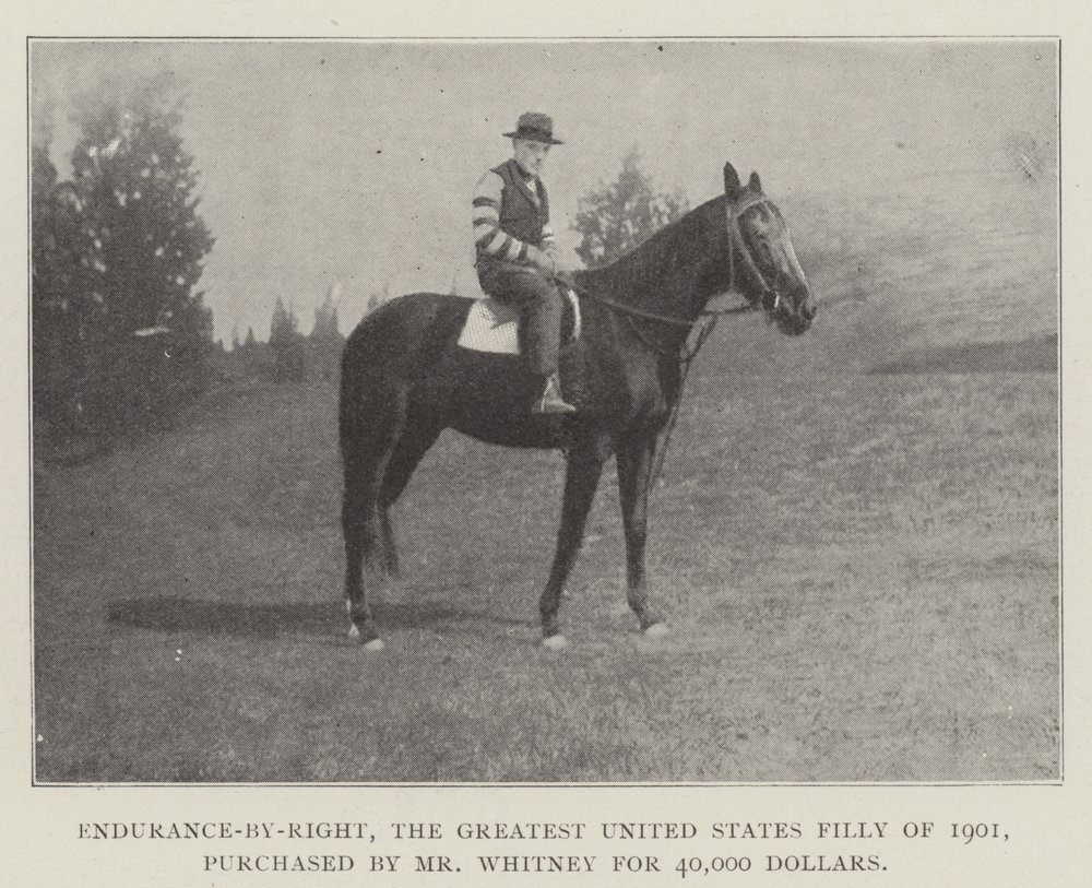 Endurance-by-Right, the Greatest United States Filly of 1901, purchased ...