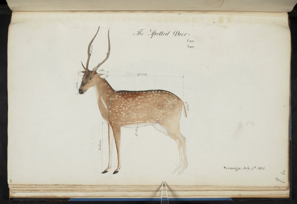 Chital. 'Cervus axis'. Original inscriptions: 'The Spotted Deer Can ...