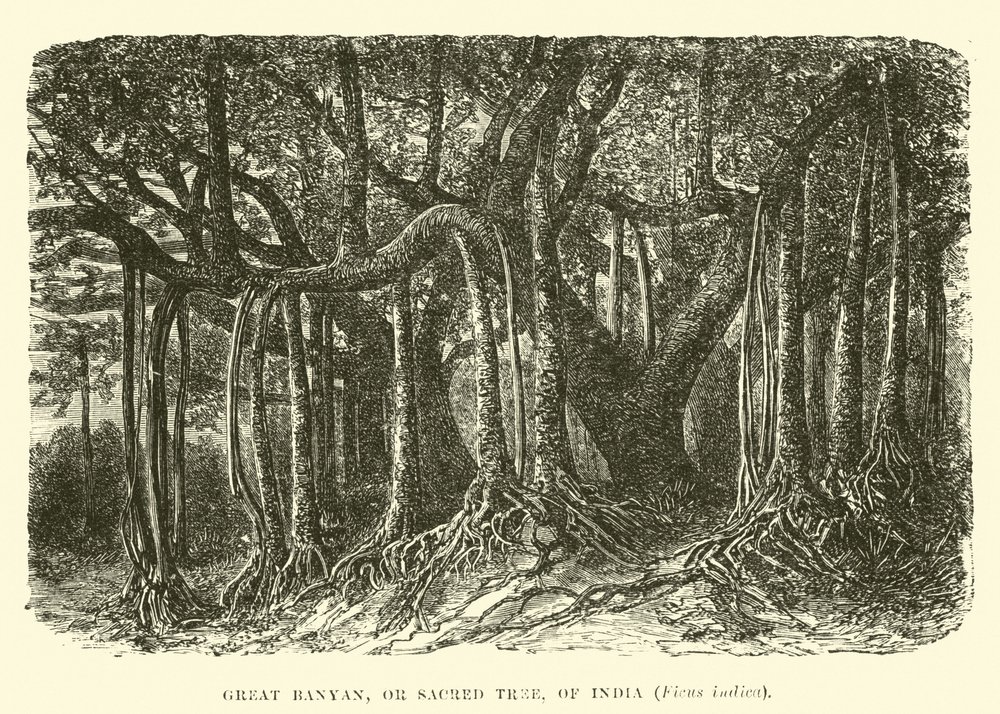 Great Banyan, Sacred Tree of India by English School