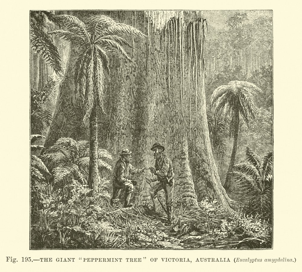 The Giant Peppermint Tree of Victoria, Australia, Eucalyptus Amygdalina