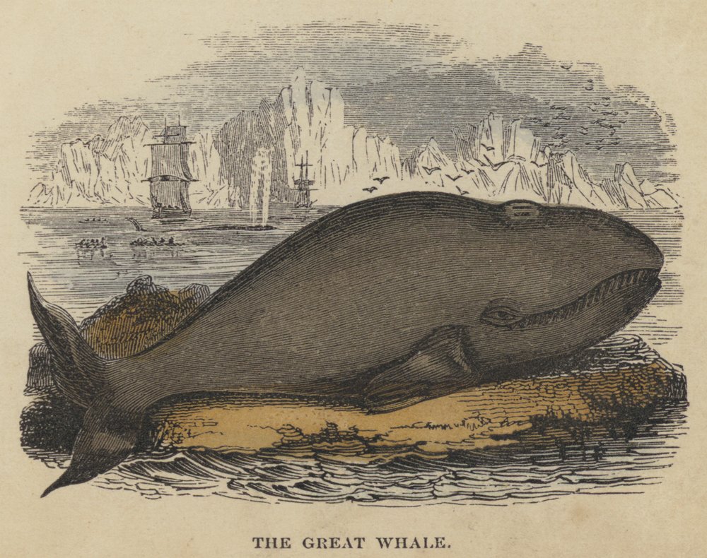 The Great Whale by English School: Buy fine art print