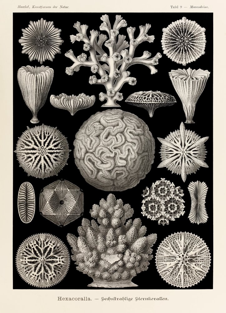 Plate 9 Maeandrina Hexacoralla from 'Art Forms in Nature' illustrated ...
