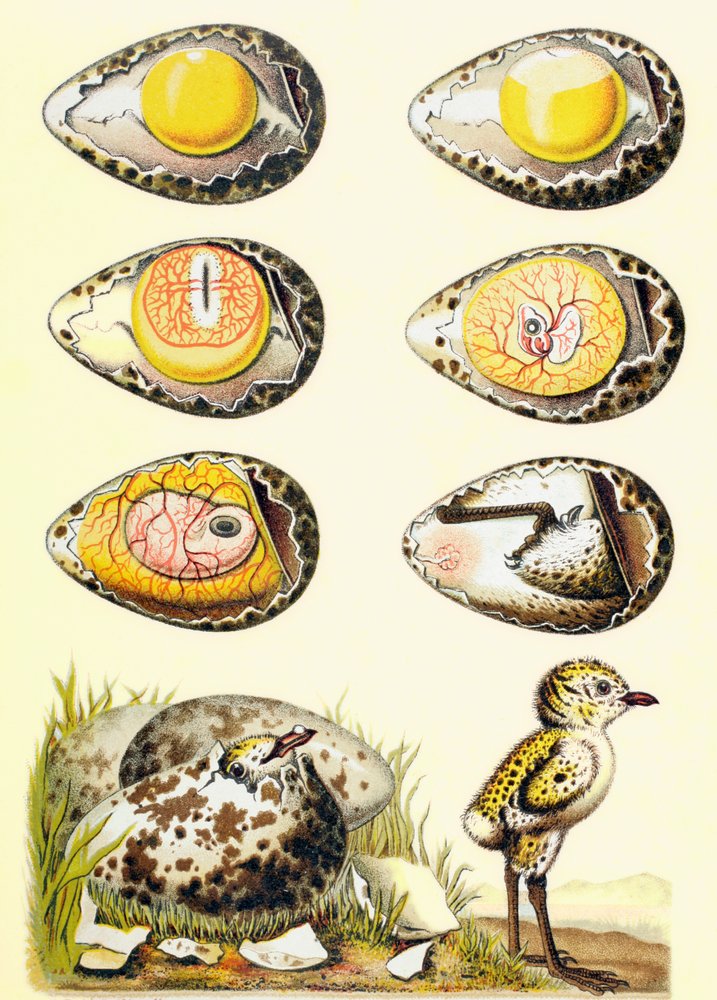 Evolution of a Chicken Within an Egg, and a Chicken Recently Emerged ...