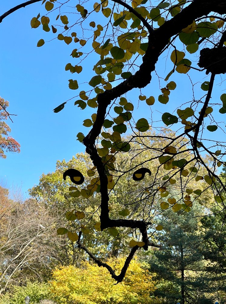 Smiling Tree Branch Face by Evan Sklar: Buy fine art print