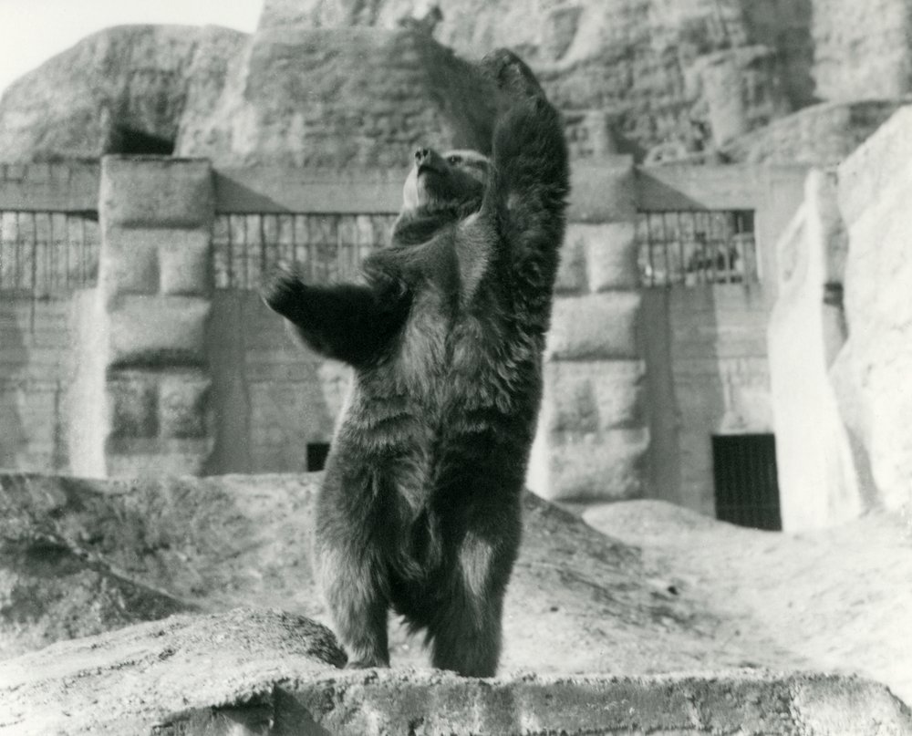 A Brown Bear stands upright on its hind legs, reaching towards the sky ...