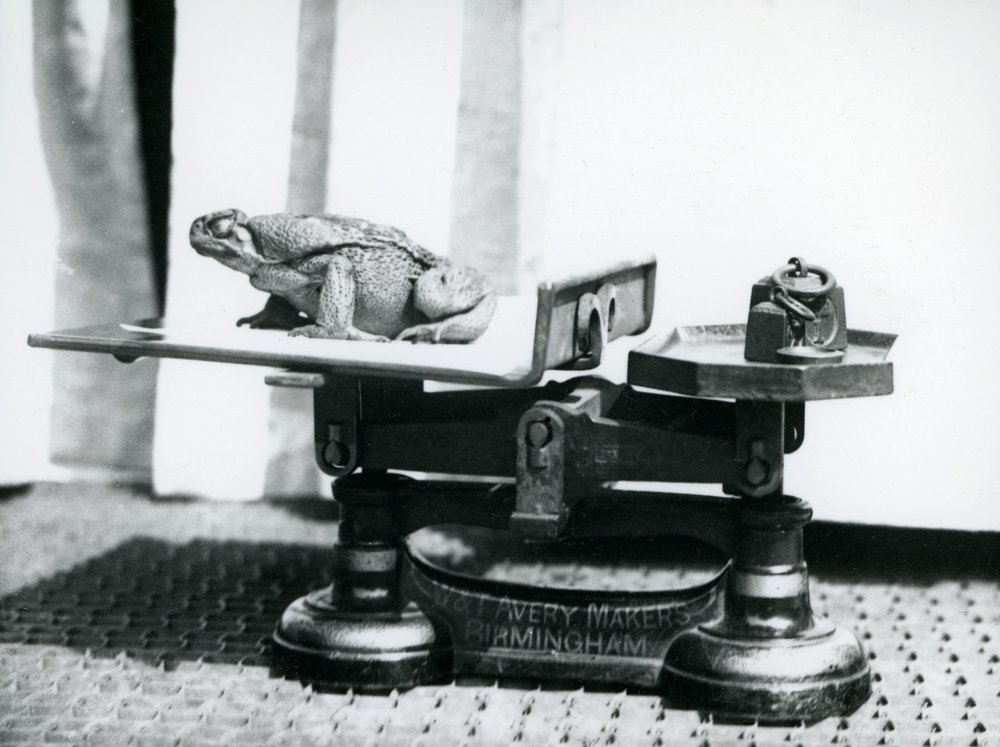 A Cane Toad Sitting on Scales to Be Weighed at London Zoo, 1923