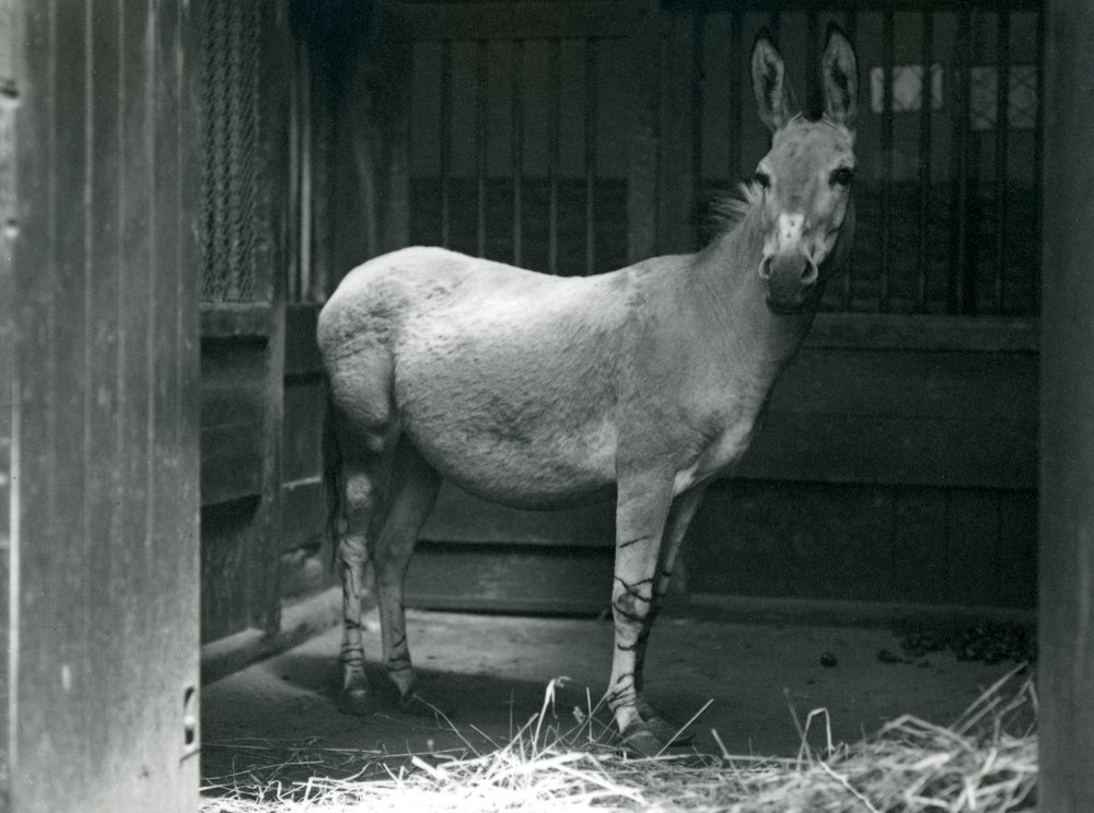 A Somali Wild Ass at London Zoo, 1915. The Somali Wild Ass is an ...