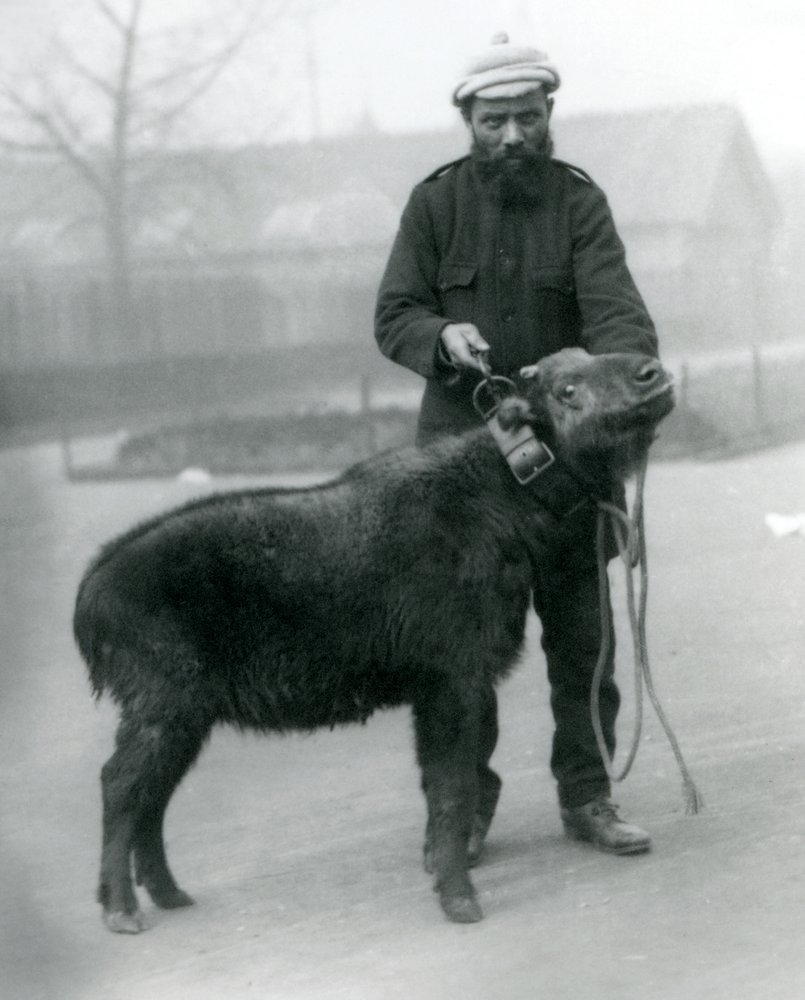A female takin, also known as cattle chamois or gnu goat with handler ...