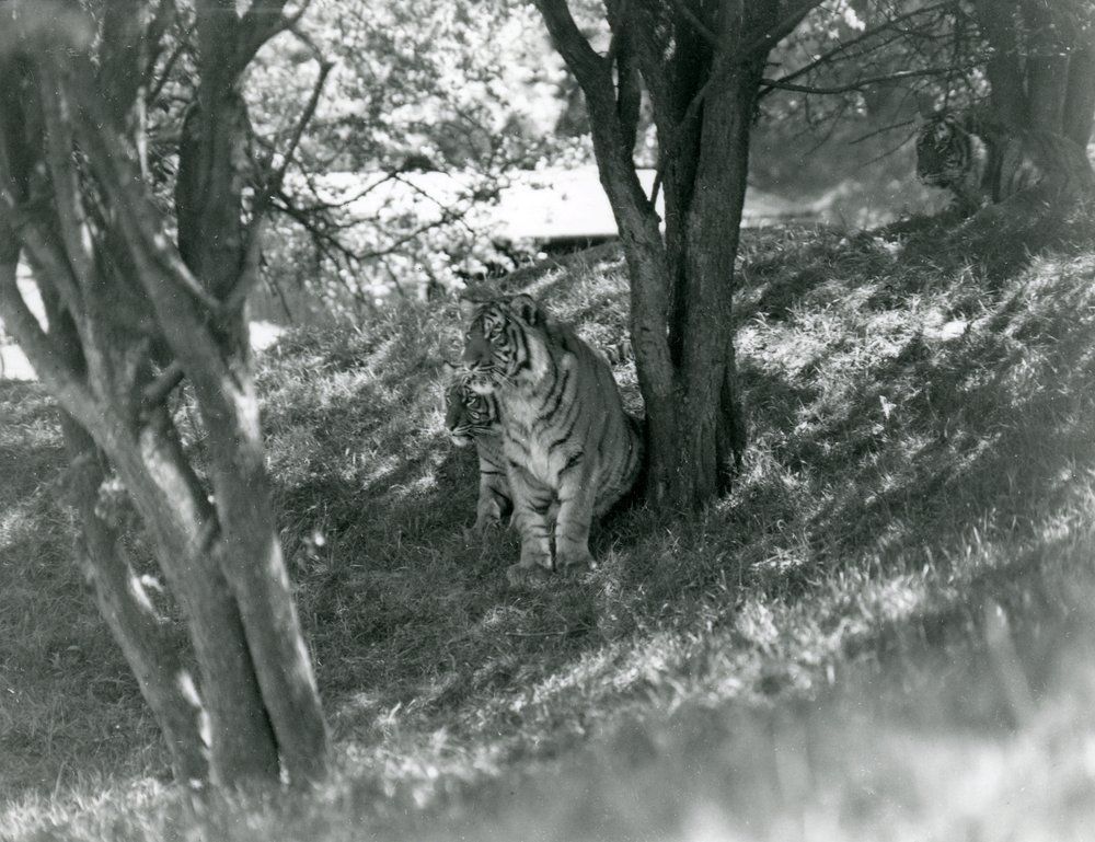 Three Tigers Resting Under Small Trees in Their New Enclosure at Whipsnade