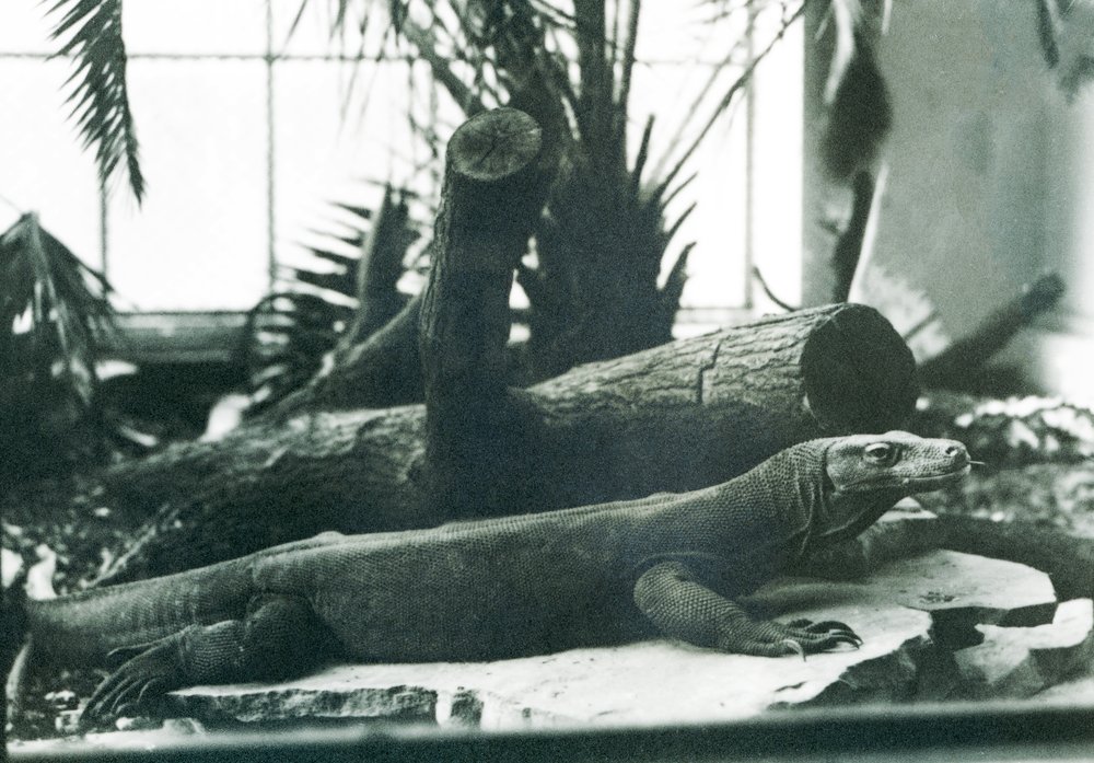 A Komodo Dragon in the Reptile House at London Zoo in August 1928