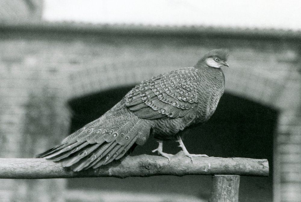 A male Grey Peacock Pheasant standing on his perch at London Zoo in 1931