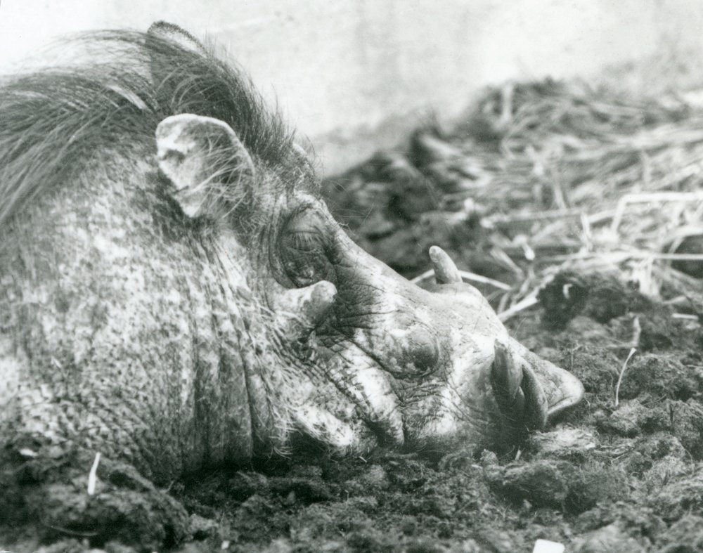 A warthog resting in mud at London Zoo