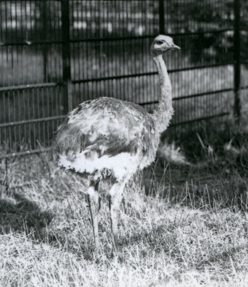 A young Darwin's/Lesser Rhea standing on grass, next to the fence of ...