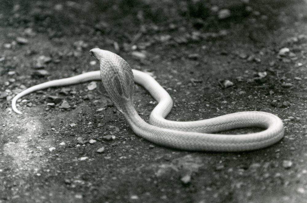 An Albino Indian Spectacled Asian Binocellate Cobra with Its Head ...