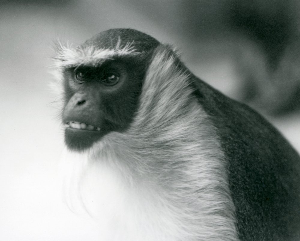 An endangered Roloway Monkey at London Zoo