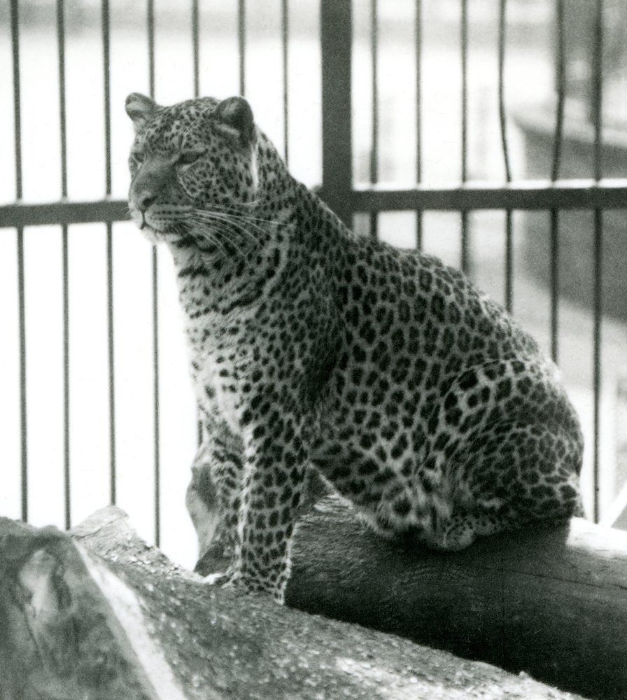 Leopard Rex sitting on a log in his enclosure at London Zoo in June 1925