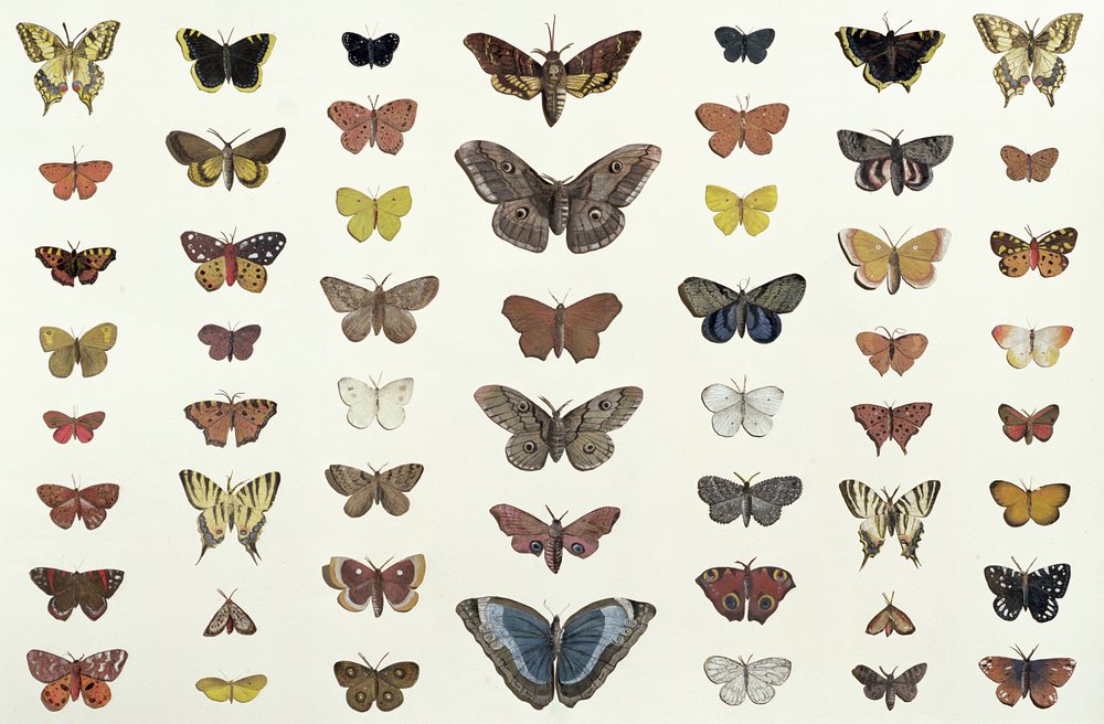 A Collage of Butterflies and Moths Including the Camberwell Beauty, the ...