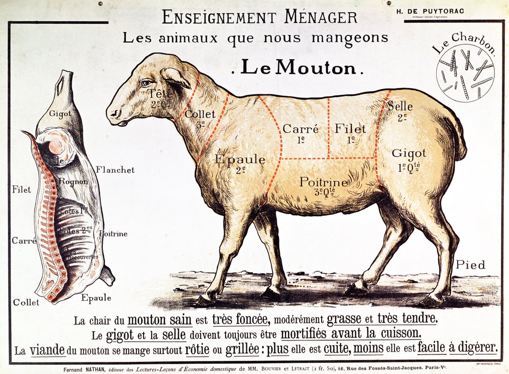 Mutton: diagram depicting the different cuts of meat