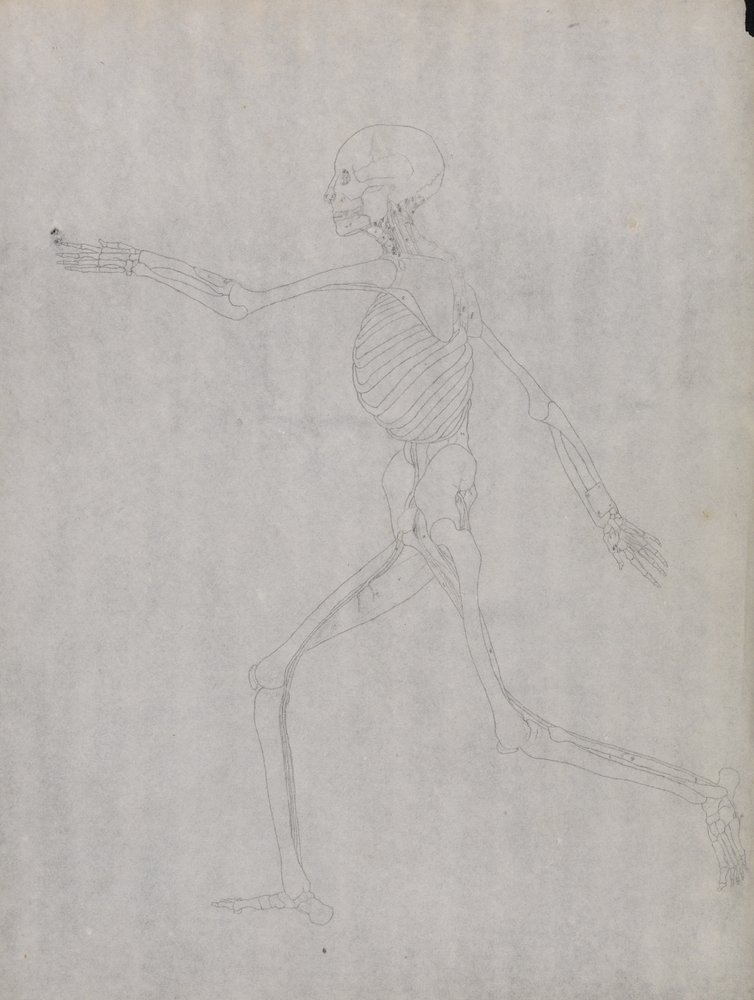 A Comparative Anatomical Exposition of the Structure of the Human Body ...