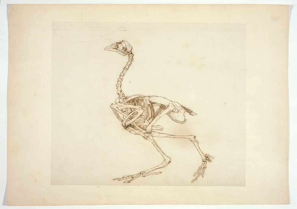 Dorking Hen Skeleton, Lateral View, from 'A Comparative Anatomical ...