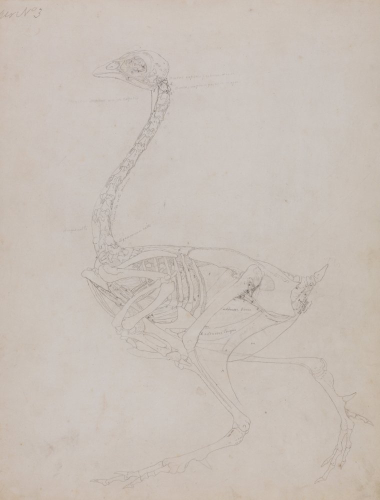 Comparative Anatomical Exposition: Fowl Body, Lateral View