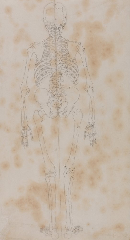 A Comparative Anatomical Exposition of the Structure of the Human Body ...