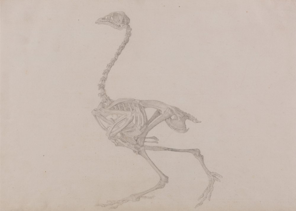Comparative Anatomical Exposition: Dorking Hen Skeleton, Lateral View