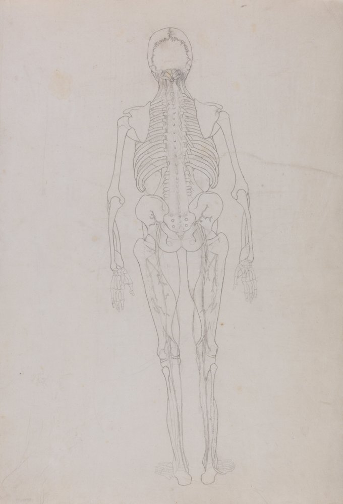 A Comparative Anatomical Exposition of the Structure of the Human Body ...