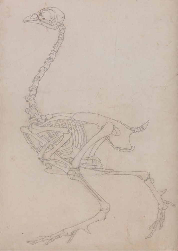 Fowl Skeleton, Lateral View (Outline drawing of the skeleton prepared ...