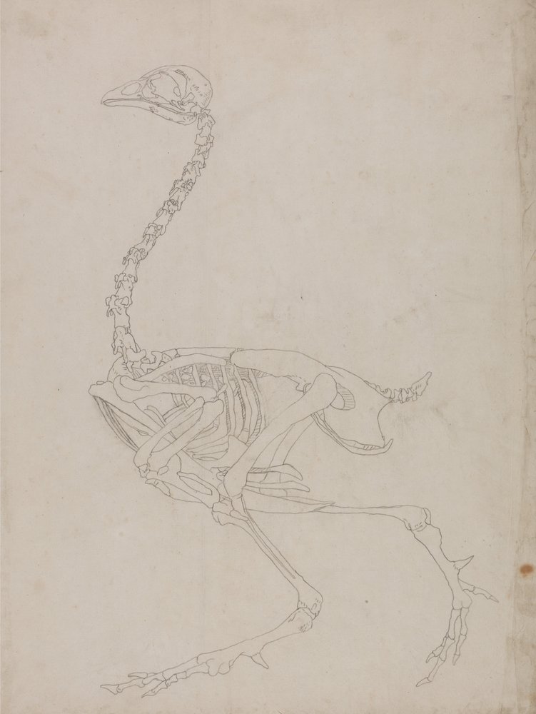 Fowl Skeleton, Lateral View (Outline drawing of the skeleton)