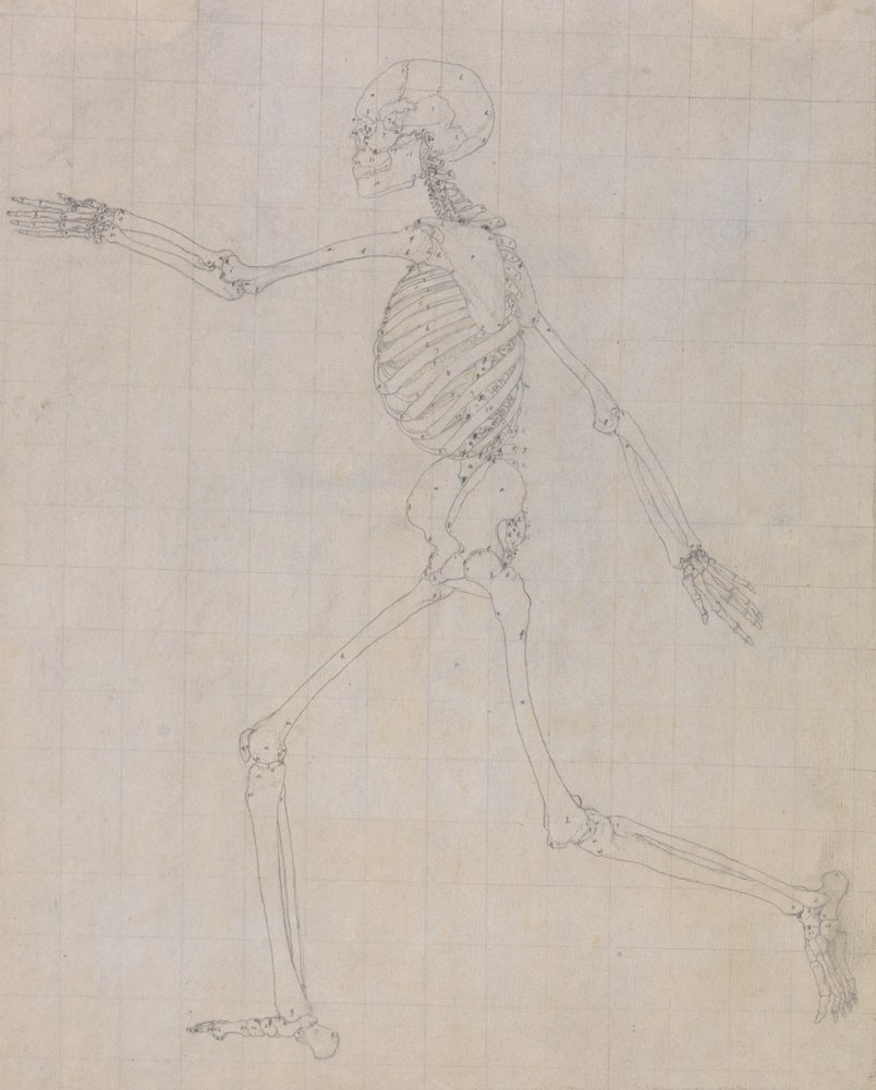 Human Skeleton, Lateral View by George Stubbs